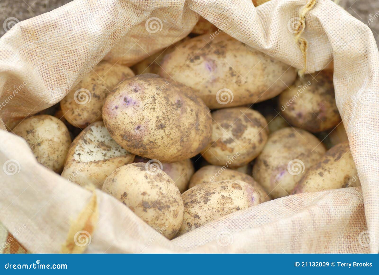 Sack of Freshly Harvested Organic Potatoes. Stock Image - Image of ...