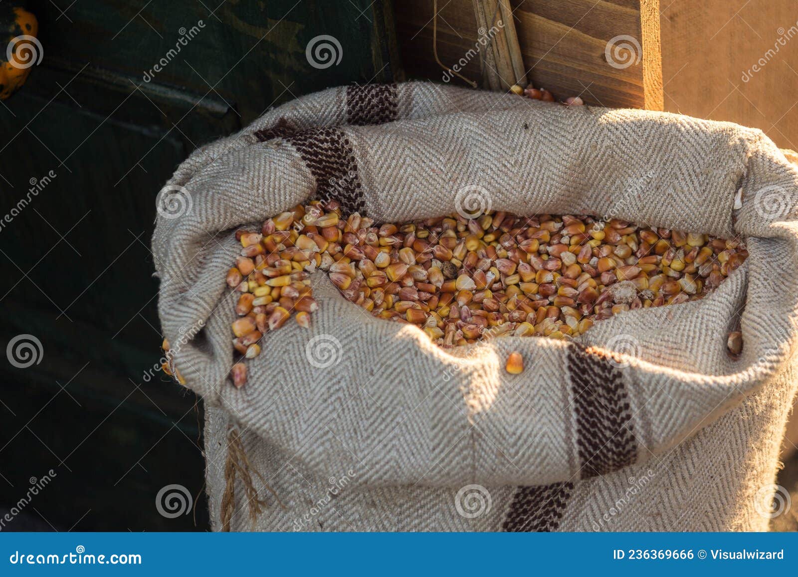 Sack Full of Organic Fresh Raw Corn Stock Photo - Image of burlap ...