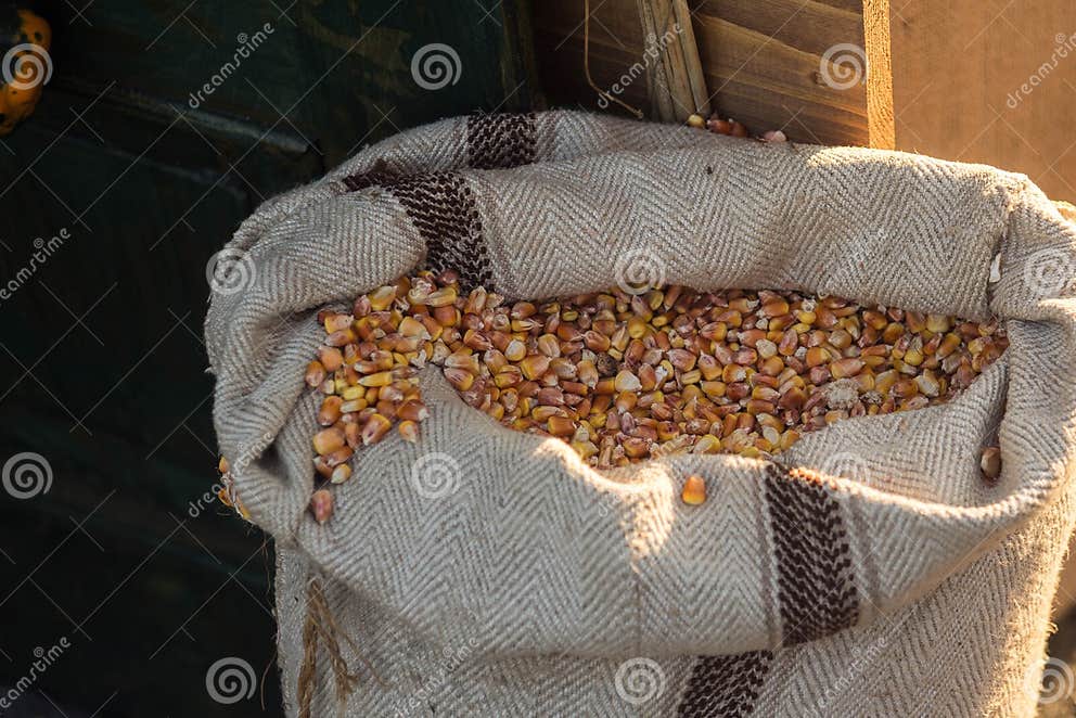 Sack Full of Organic Fresh Raw Corn Stock Photo - Image of burlap ...