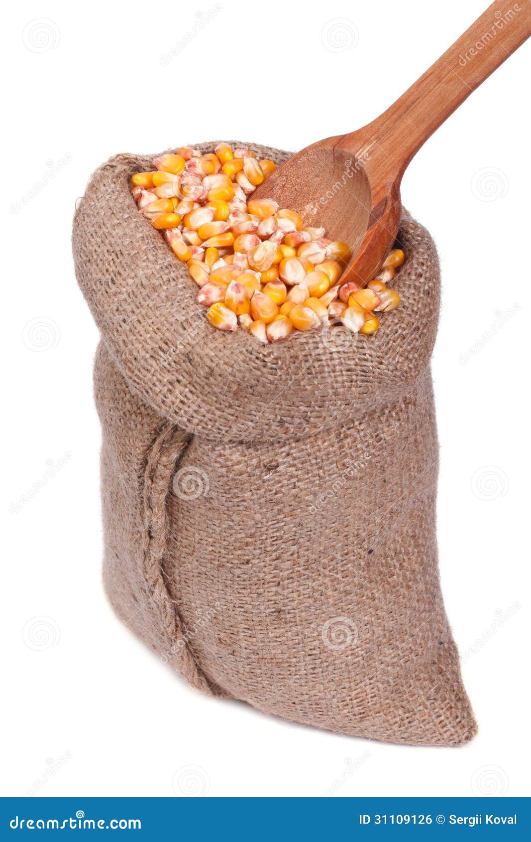 Sack of Grain Corn and Wooden Spoon Isolated on White Stock Photo ...