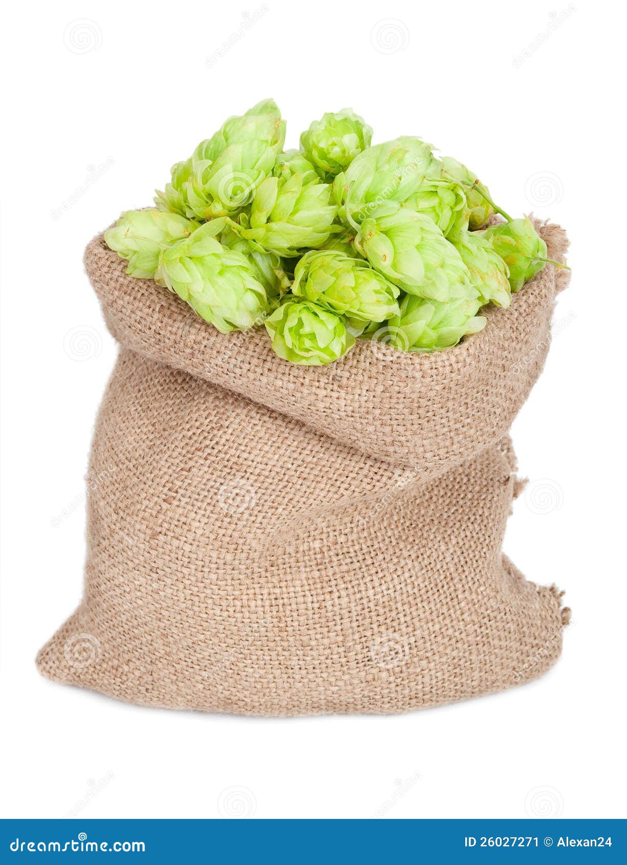 Sack of hops stock image. Image of isolated, agriculture - 26027271