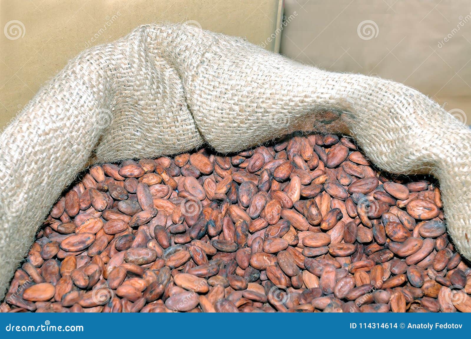 Sack from Jute Filled with Cocoa Beans Stock Photo - Image of jute ...