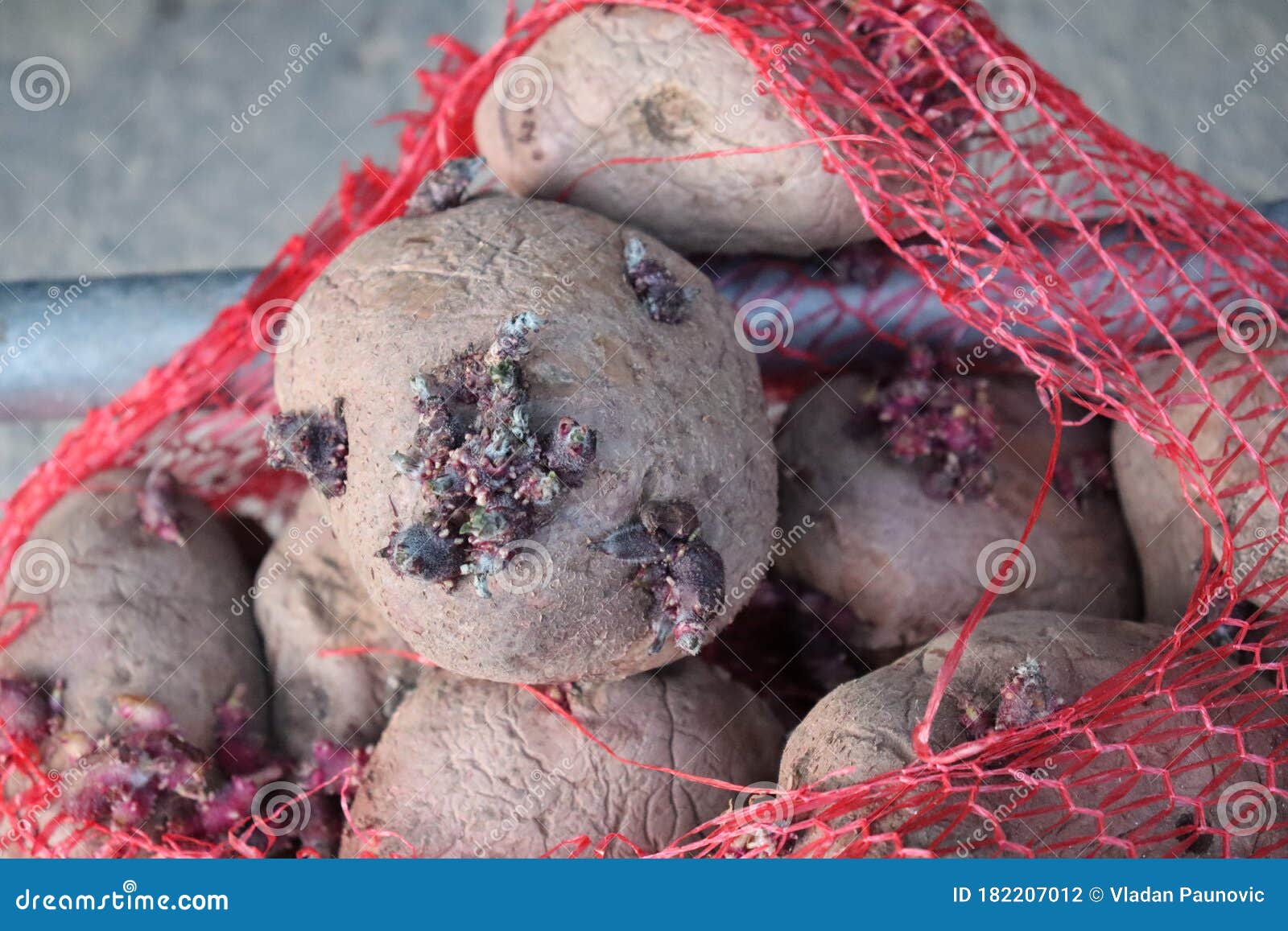 Sack of rotten potatos stock photo. Image of waste, potatos - 182207012