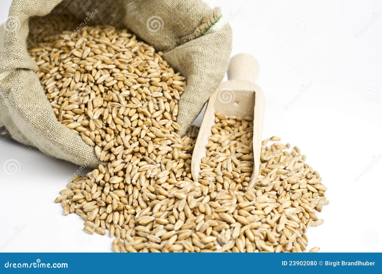 Sack with wheat stock photo. Image of bread, thanksgiving - 23902080