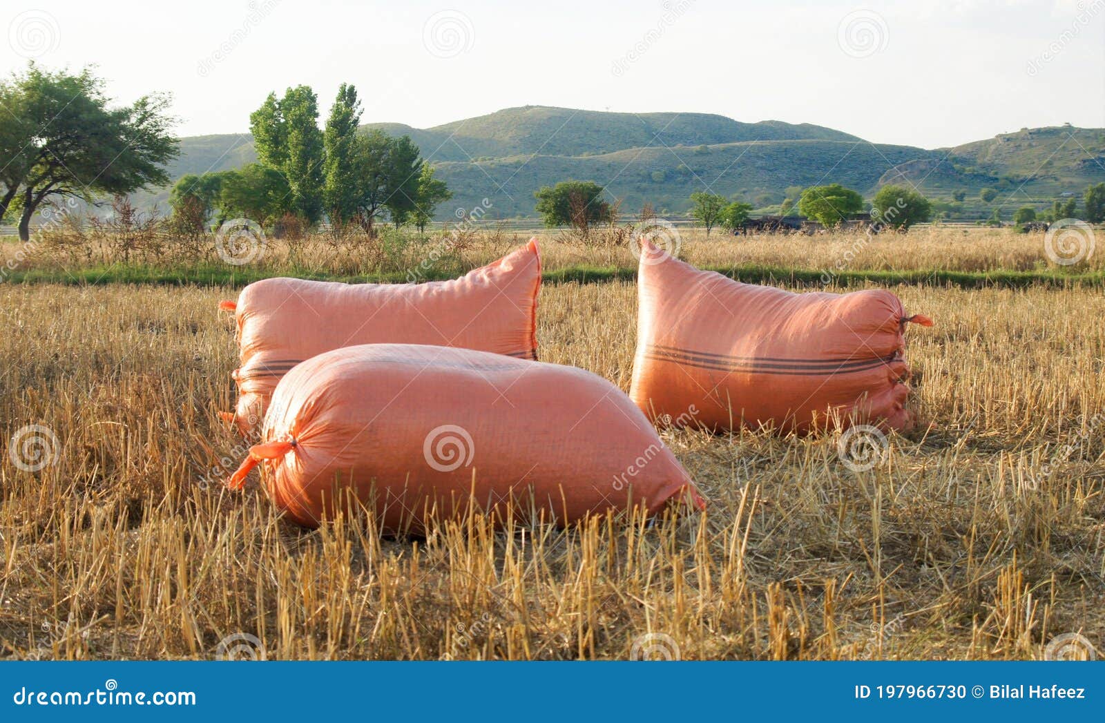Sack of wheat in field stock photo. Image of fresh, field - 197966730