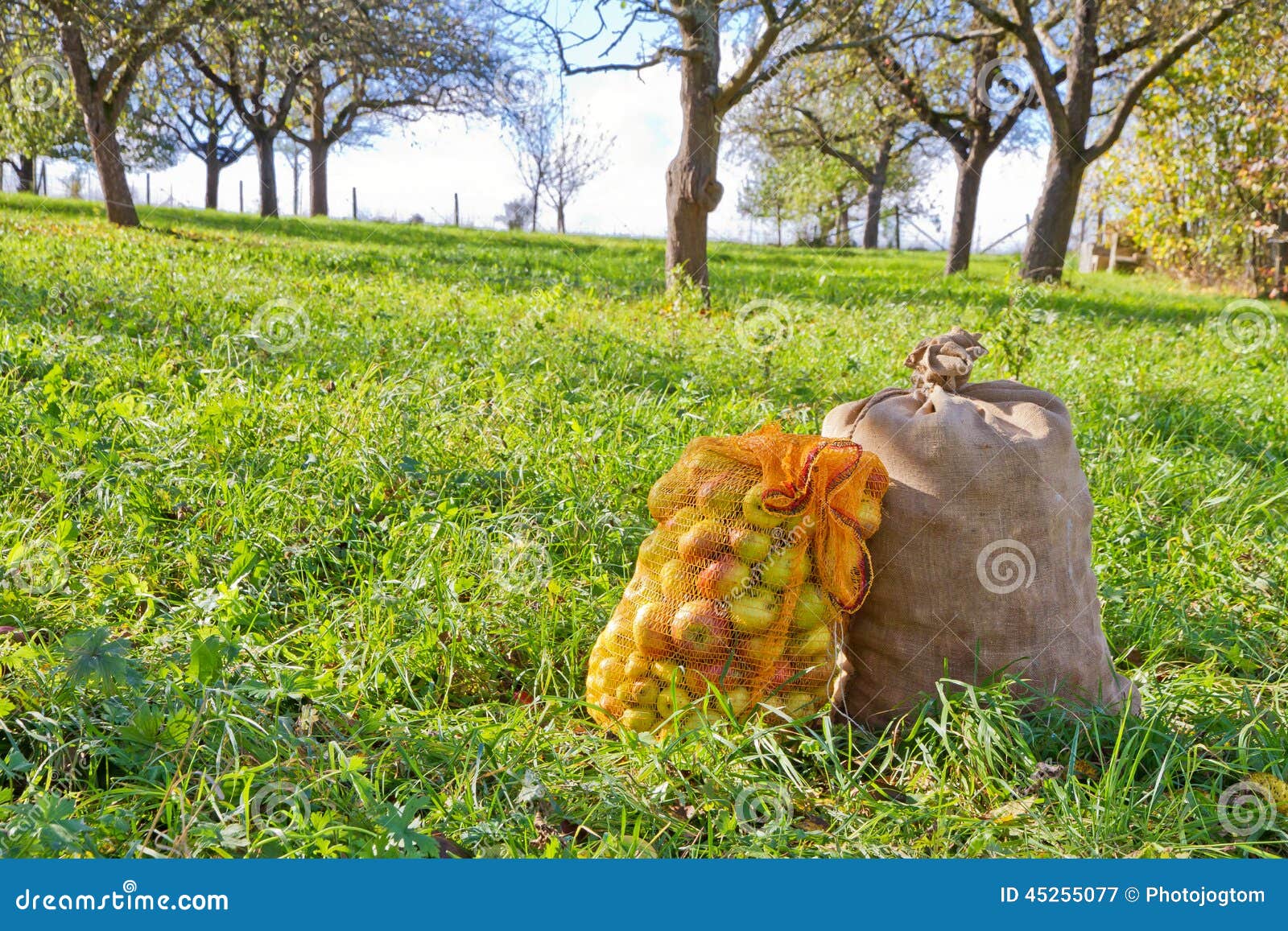 Sacks with apples stock image. Image of biological, landscape - 45255077