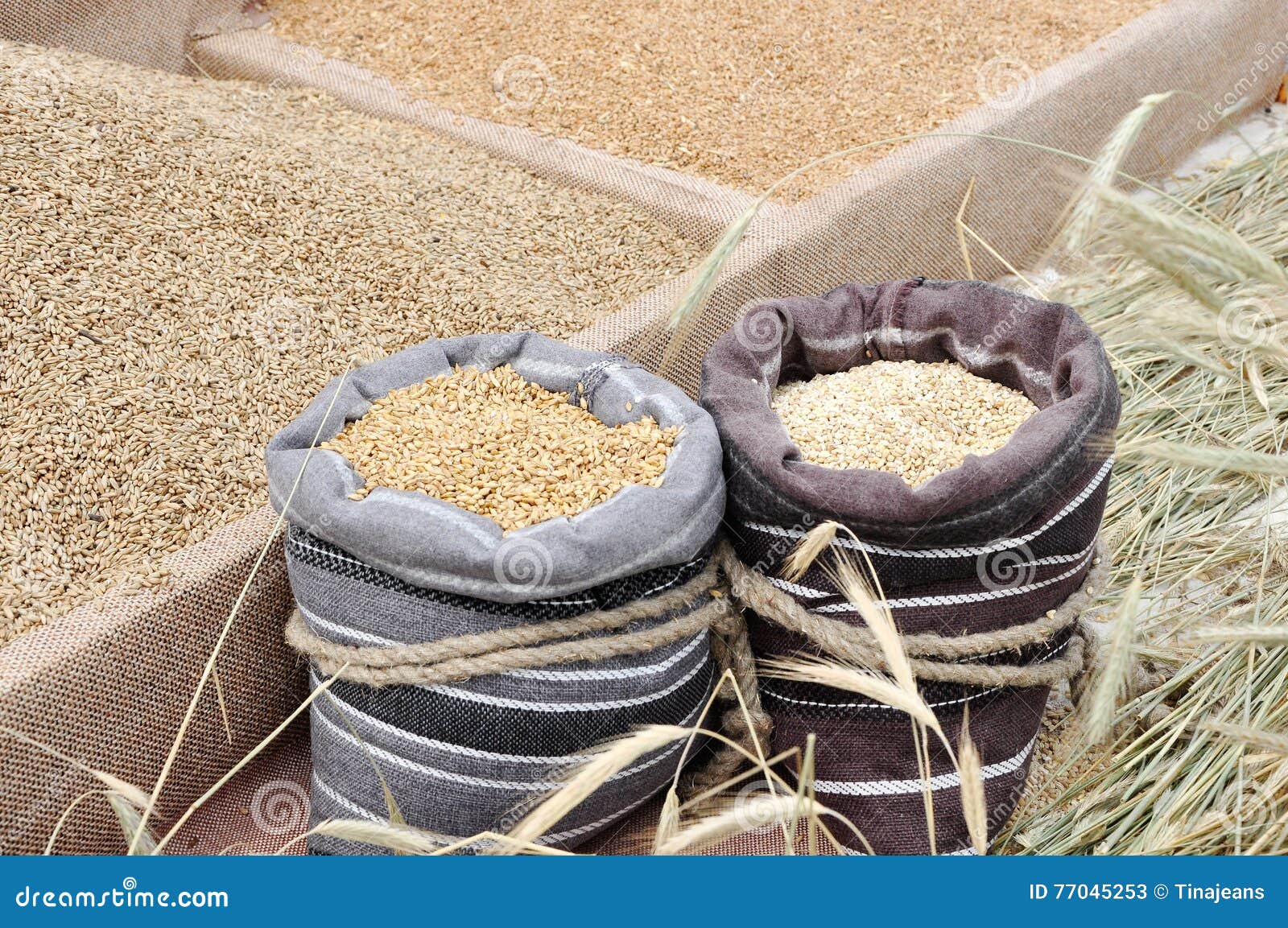 Sacks of grain. stock image. Image of harvest, products - 77045253