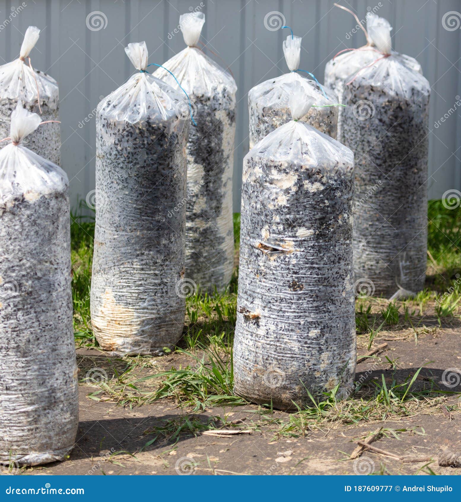 Sacks of Mushroom Mycelium on a Farm Stock Image - Image of wood, brown ...