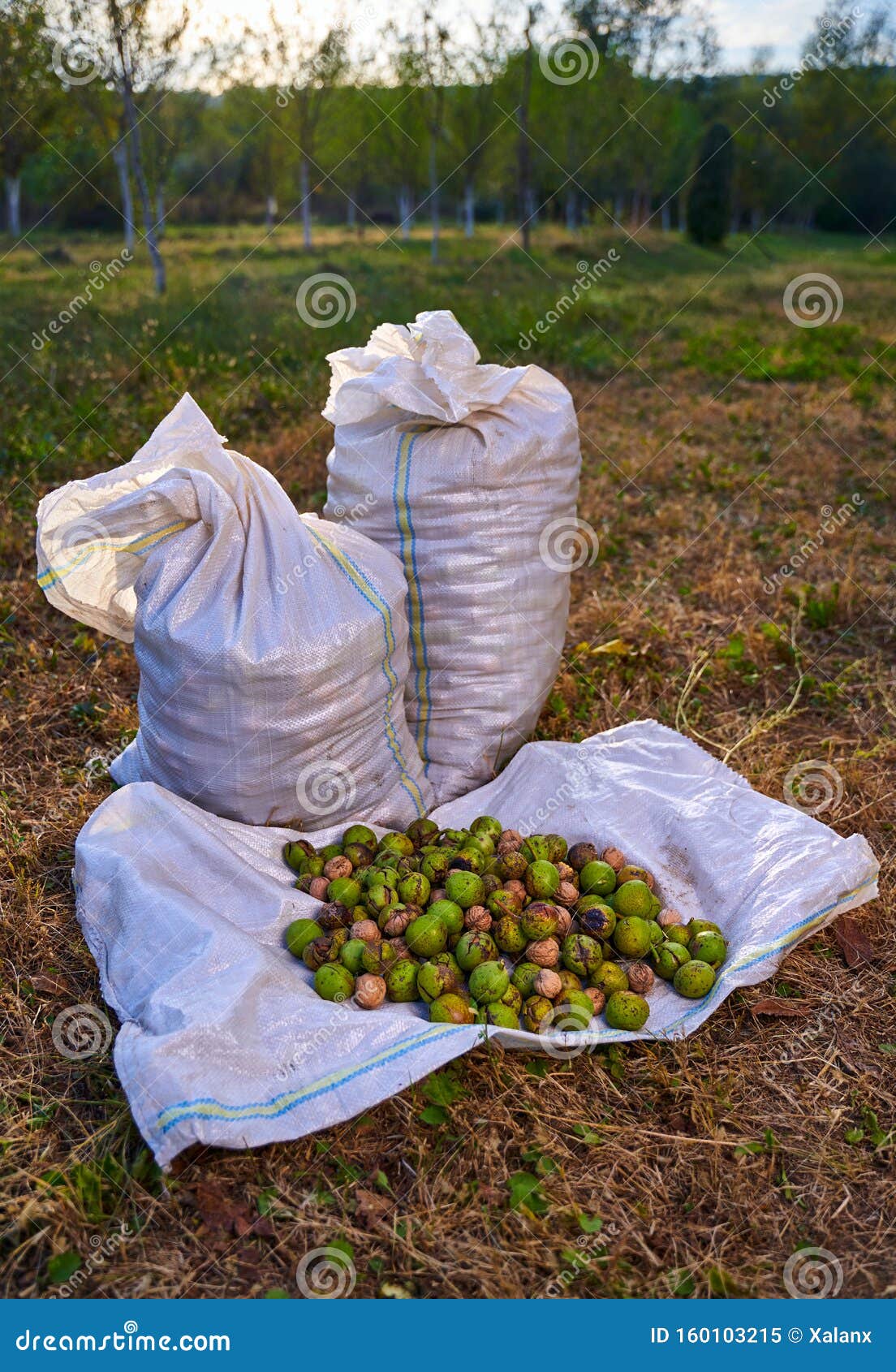 Sacks of ripe walnuts stock image. Image of autumn, farming - 160103215