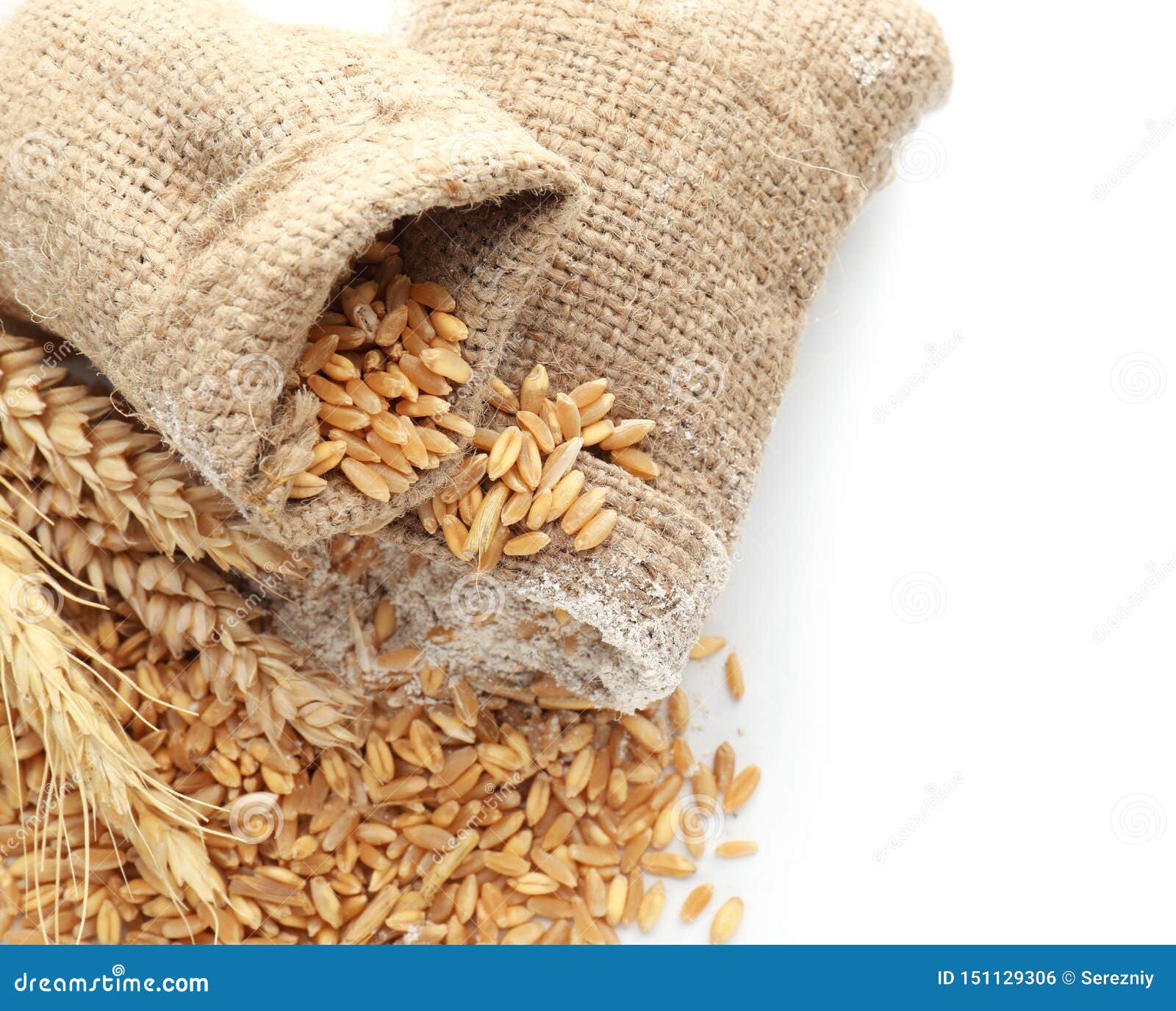 Sacks with Wheat Grains, Flour and Spikelets on White Background Stock ...