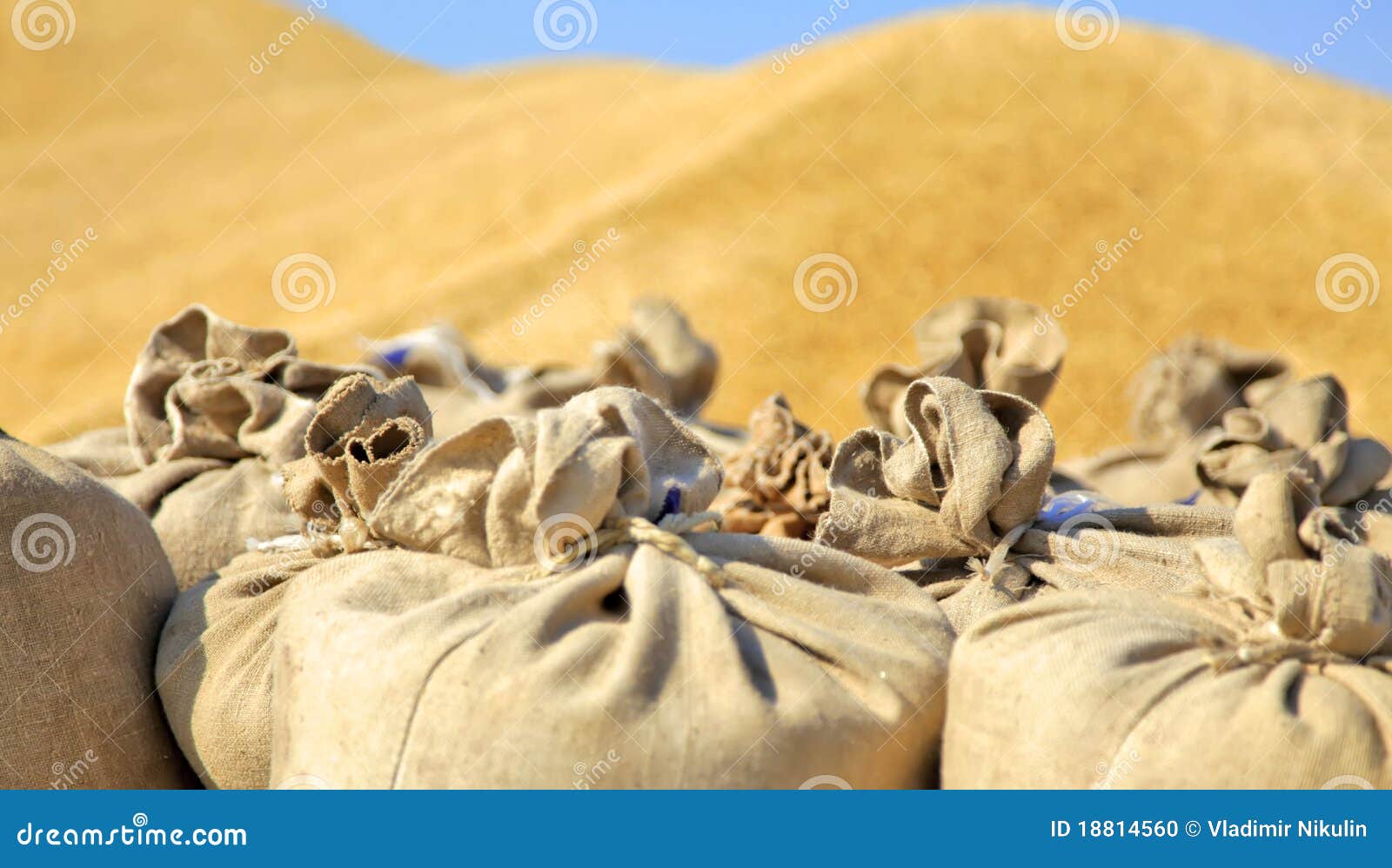 Sacks with wheat harvest stock photo. Image of corn, sack - 18814560