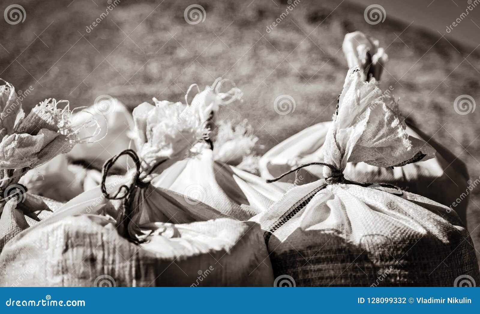 Sacks with wheat harvest. stock photo. Image of isolated - 128099332