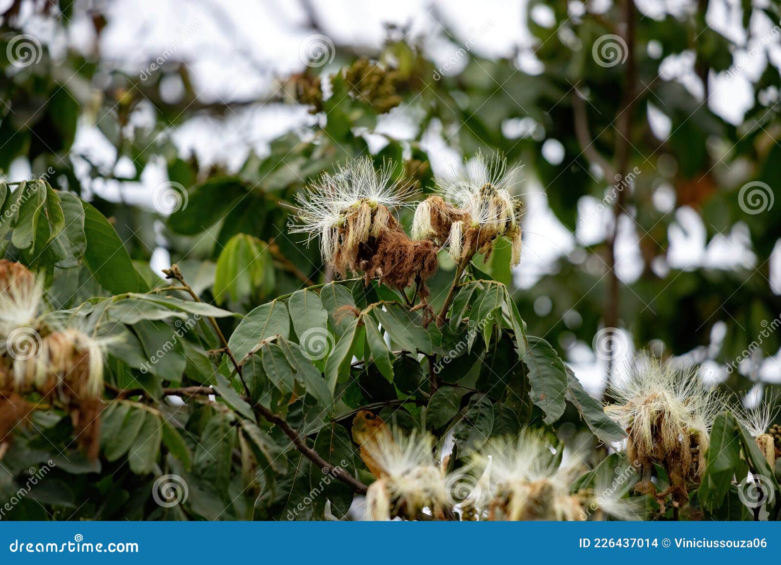 Sacky Sac Bean Tree stock photo. Image of healthy, inga - 226437014
