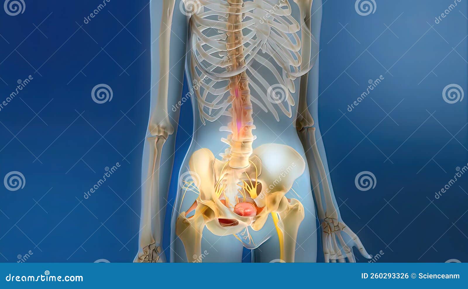 Sacral Nerve Stimulation, Also Known As Sacral Neuromodulation Stock ...