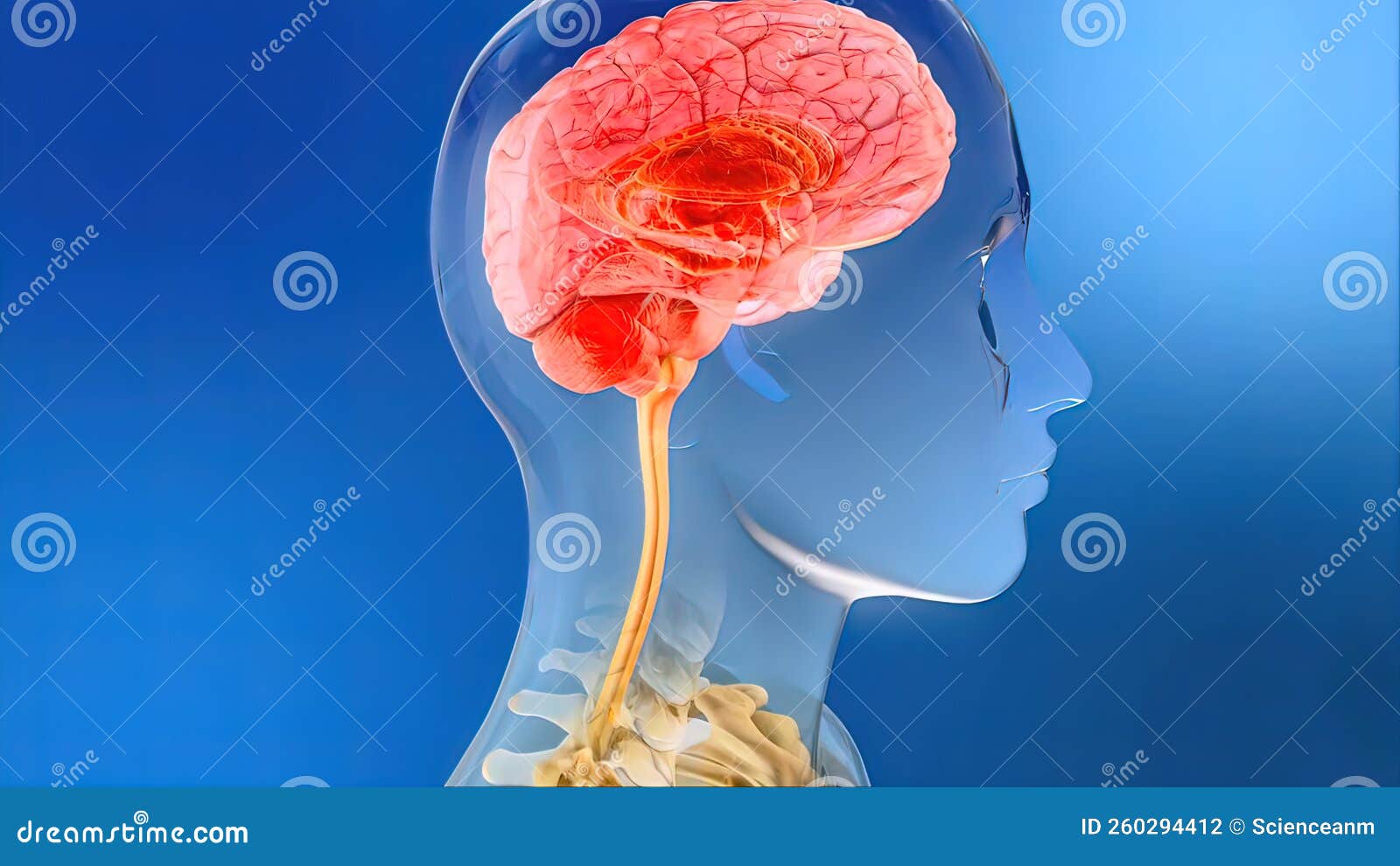 Sacral Nerve Stimulation, Also Known As Sacral Neuromodulation Stock ...