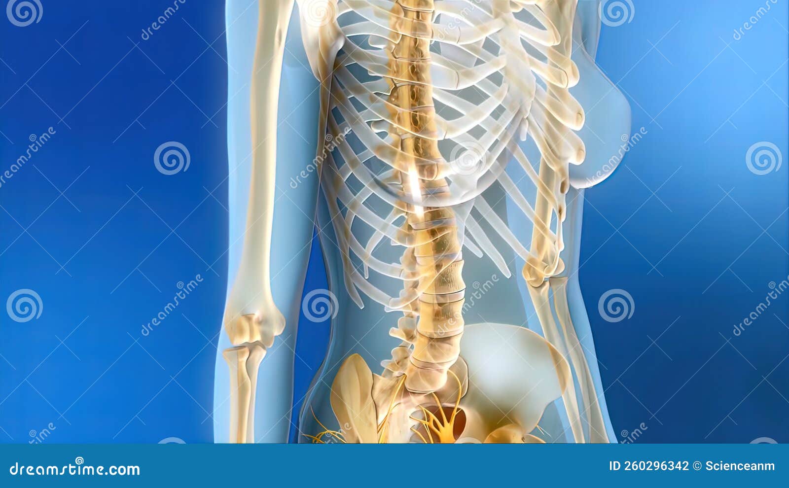 Sacral Nerve Stimulation, Also Known As Sacral Neuromodulation Stock ...