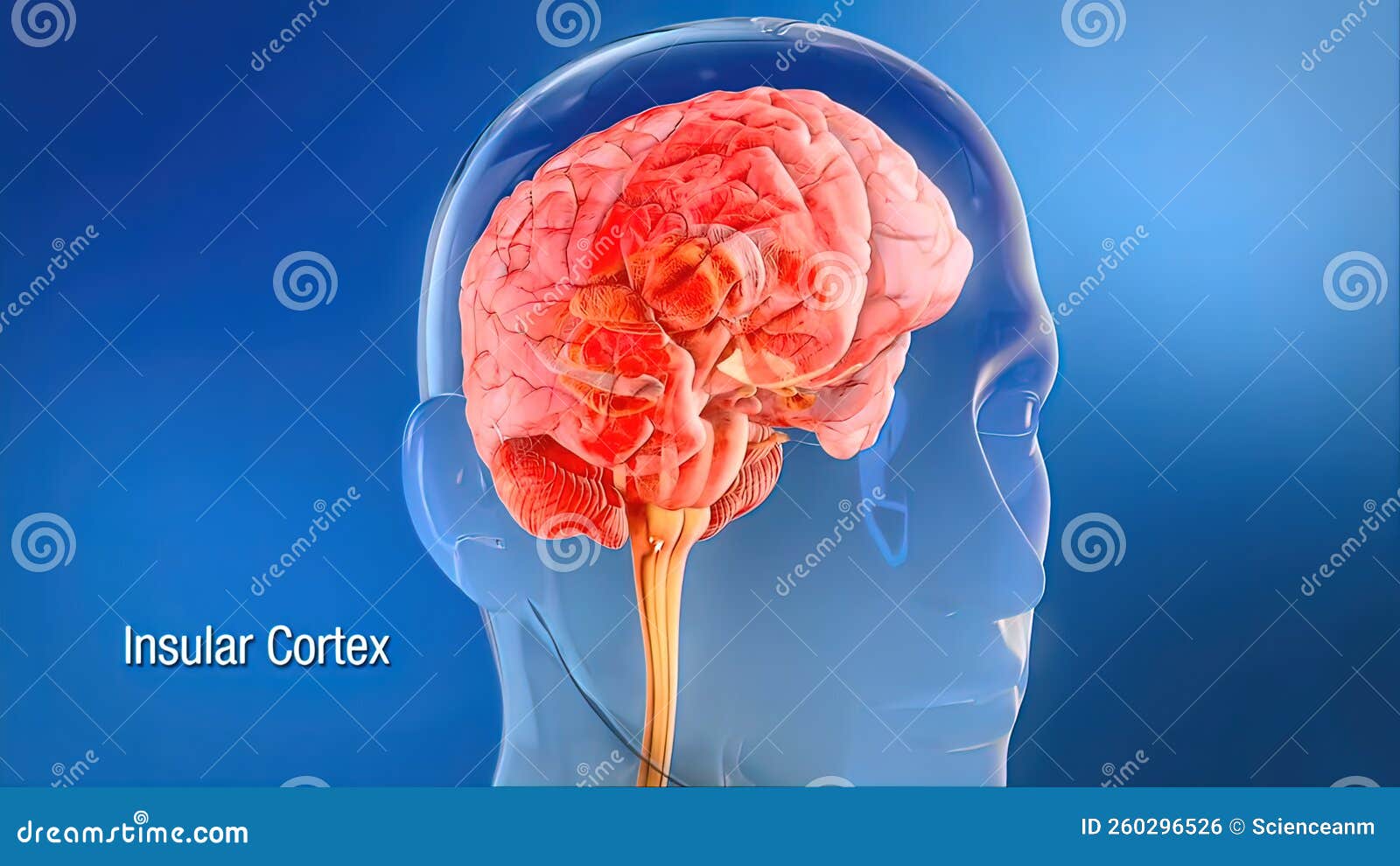 Sacral Nerve Stimulation, Also Known As Sacral Neuromodulation Stock ...