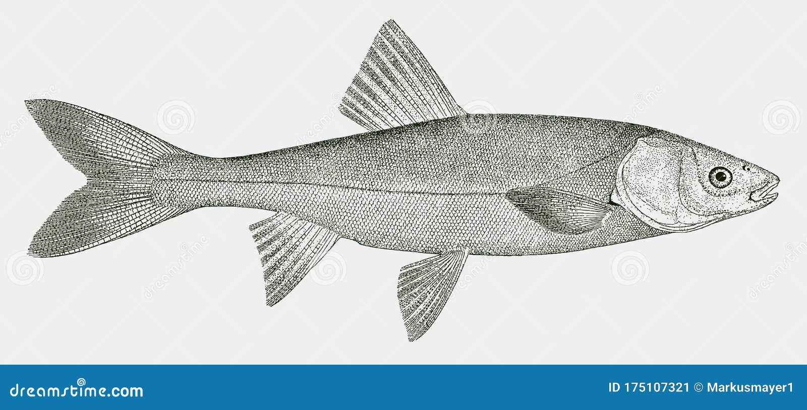 Blackfish Cartoons, Illustrations & Vector Stock Images - 209 Pictures ...