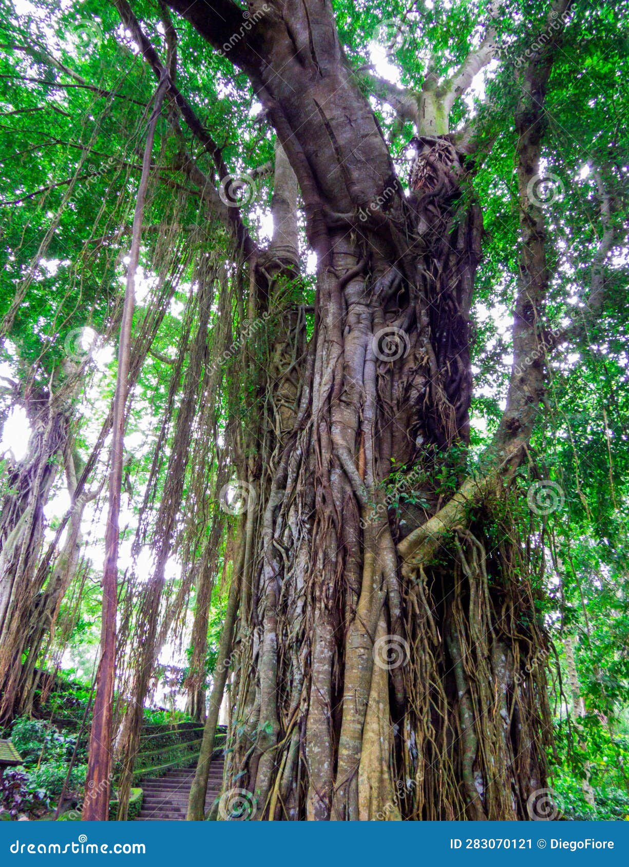 Sacred Asian Tree stock image. Image of green, tree - 283070121