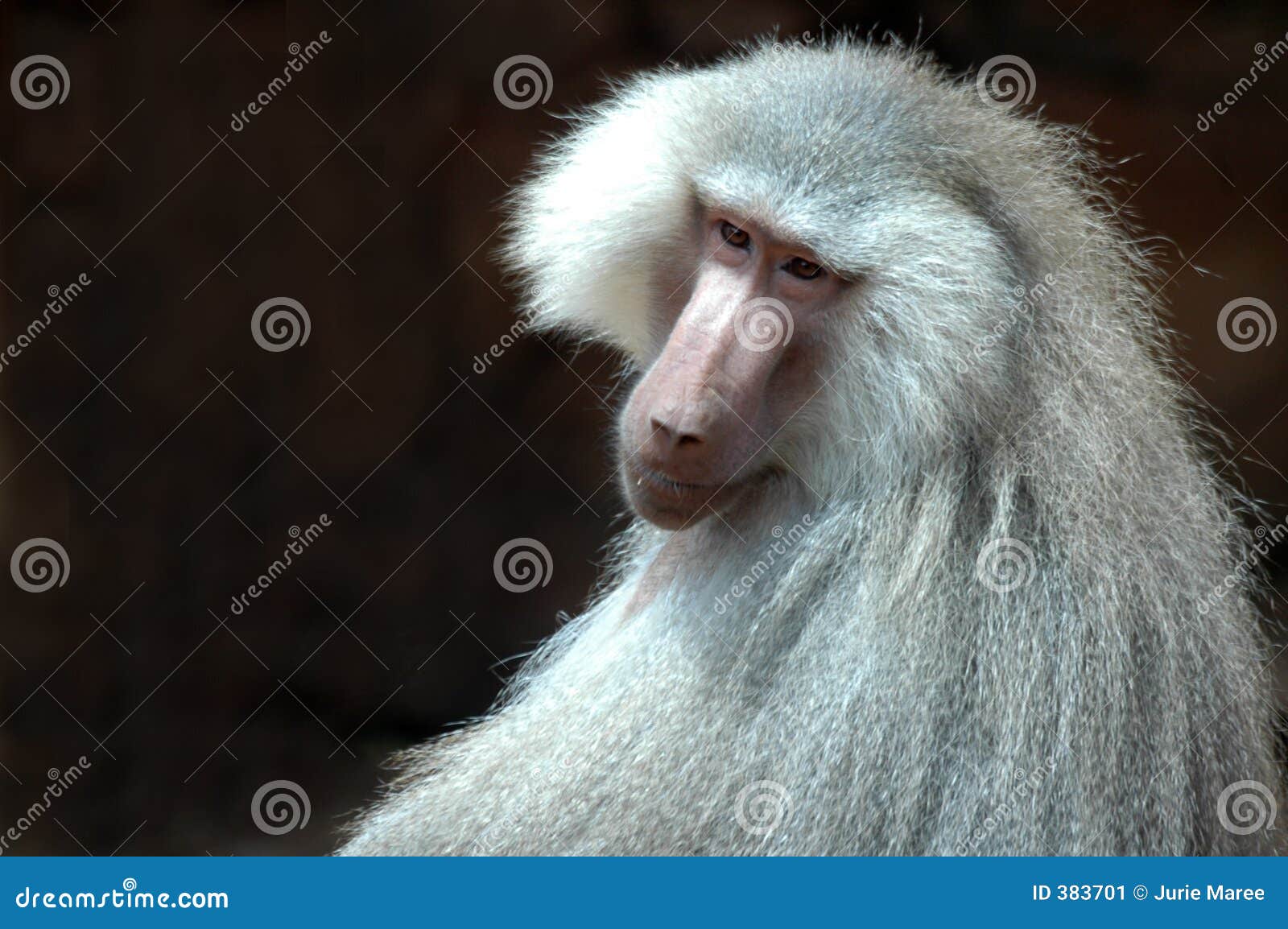 Sacred Baboon. stock image. Image of endangered, character - 383701