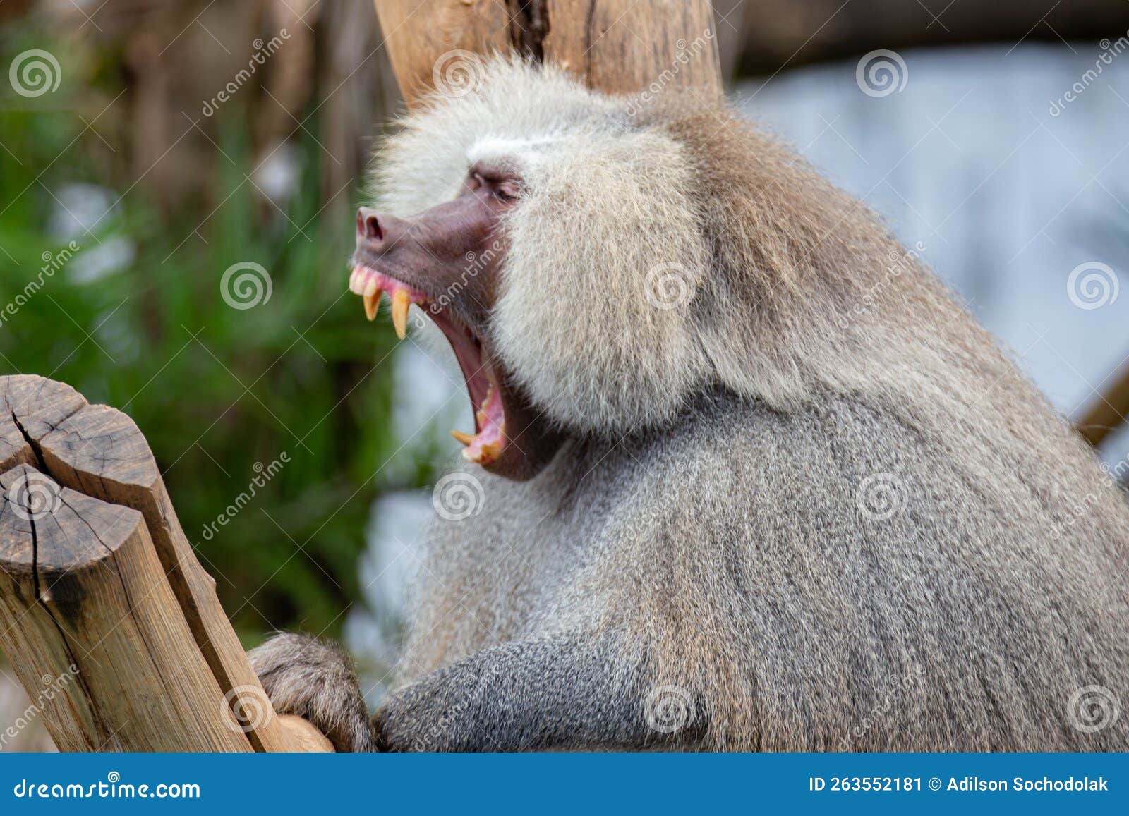 Sacred Baboon Monkey (Papio Hamadryas) in Selective Focus. Stock Image ...