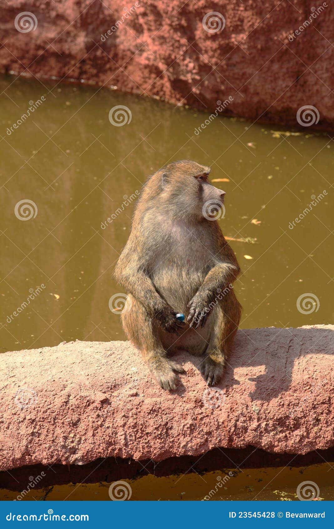 Sacred Baboon posing stock photo. Image of endangered - 23545428