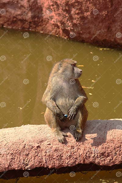 Sacred Baboon posing stock photo. Image of endangered - 23545428