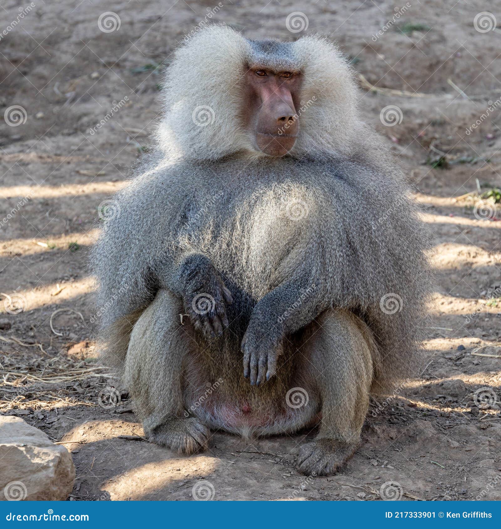 Sacred Baboon stock image. Image of baboon, sacred, papio - 217333901