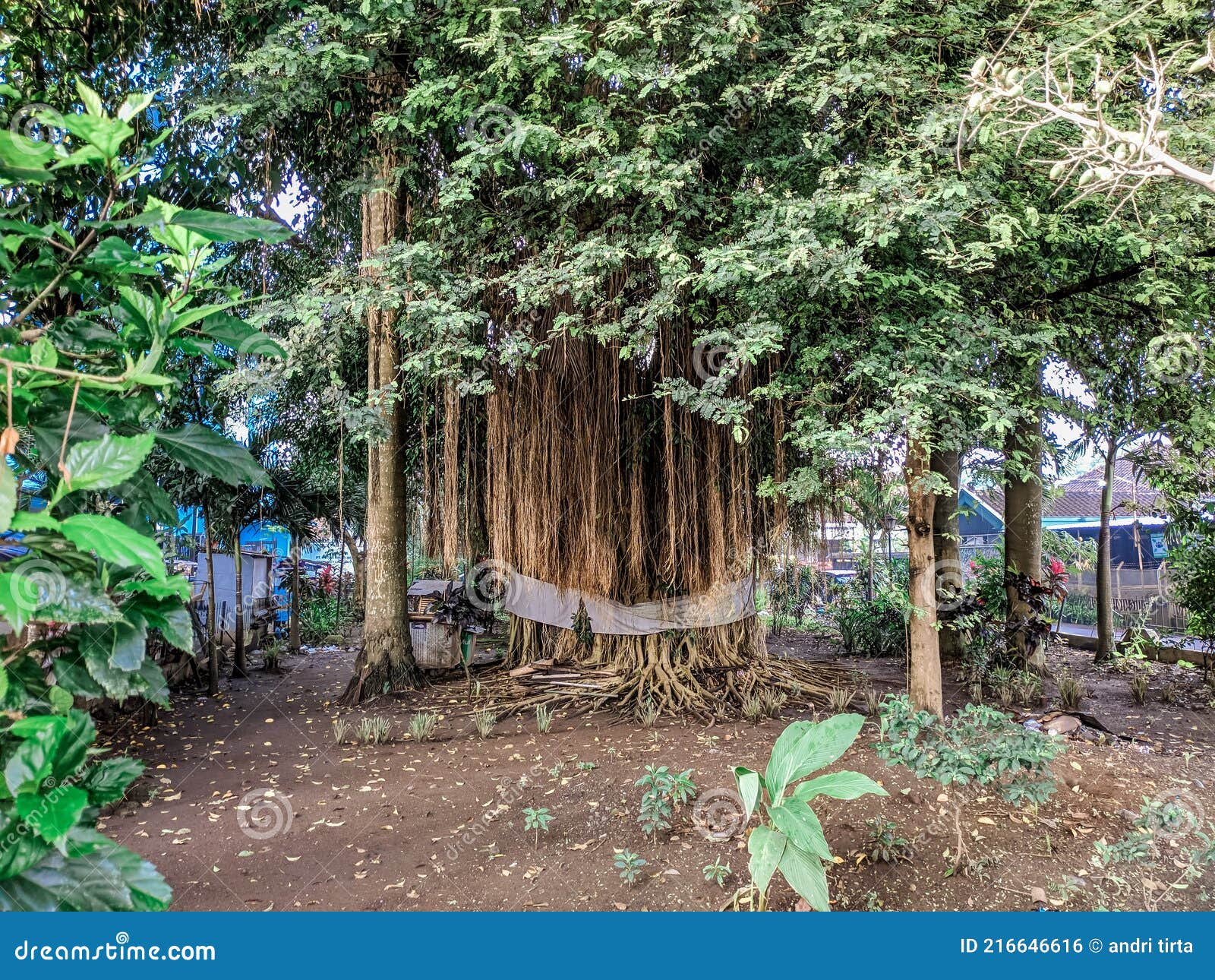 Sacred Banyan Tree At Matrimandir, Auroville, India Royalty-Free Stock ...