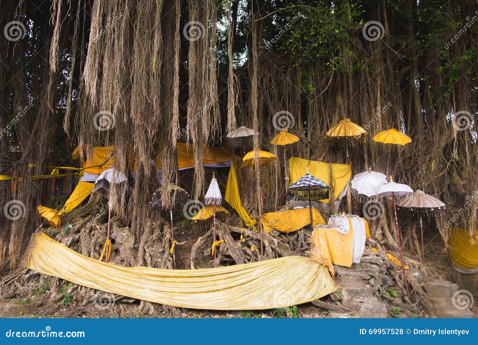 Sacred banyan tree stock photo. Image of natural, leaf - 69957528