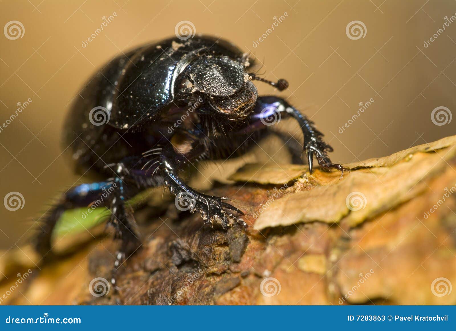 Sacred beetle stock image. Image of case, background, invertebrate ...