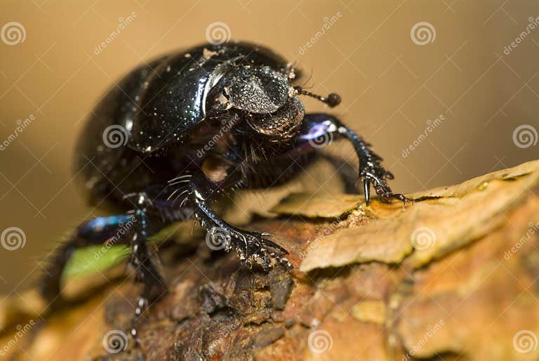 Sacred beetle stock image. Image of case, background, invertebrate ...