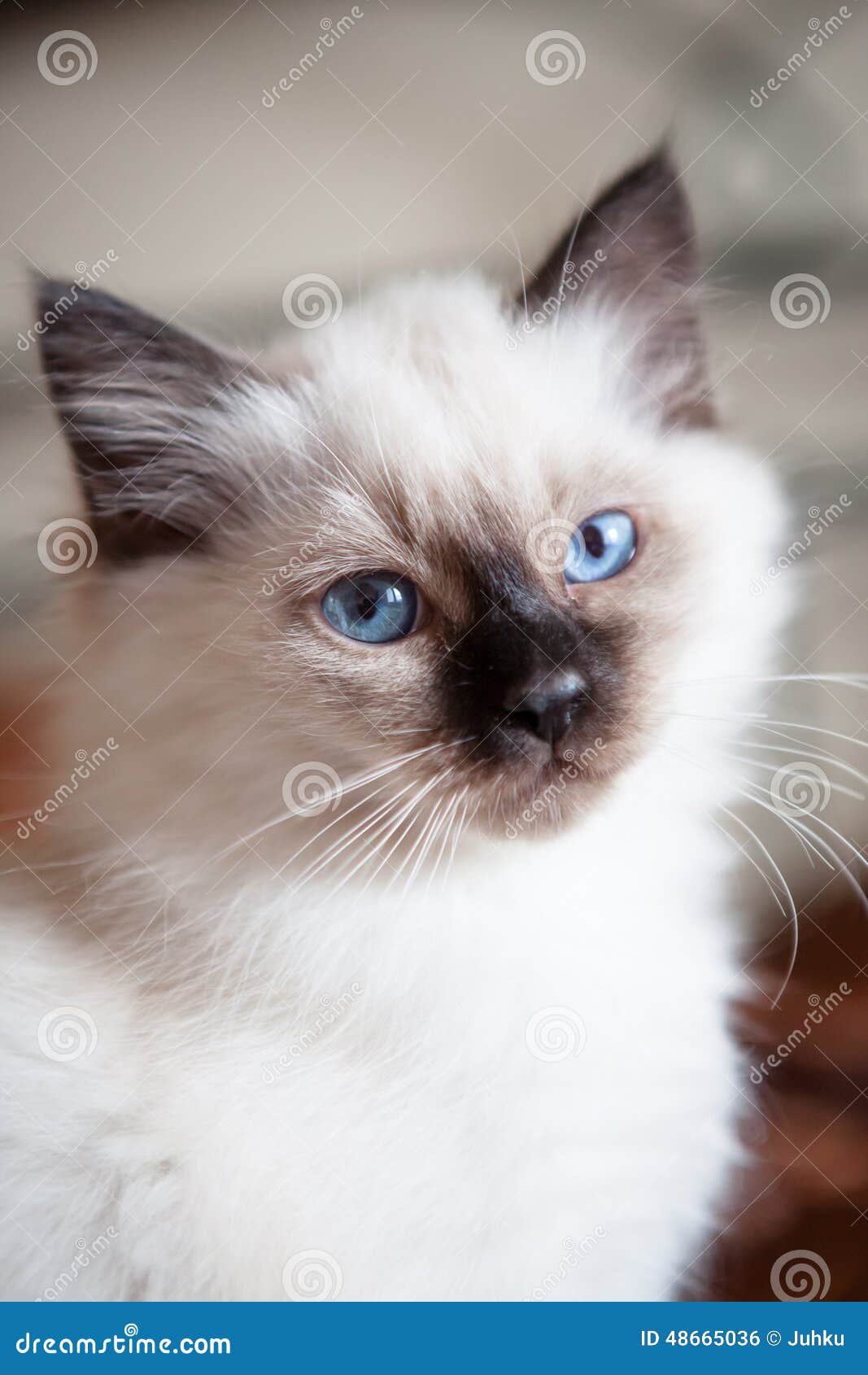 Sacred birman kitty stock photo. Image of cute, feline - 48665036