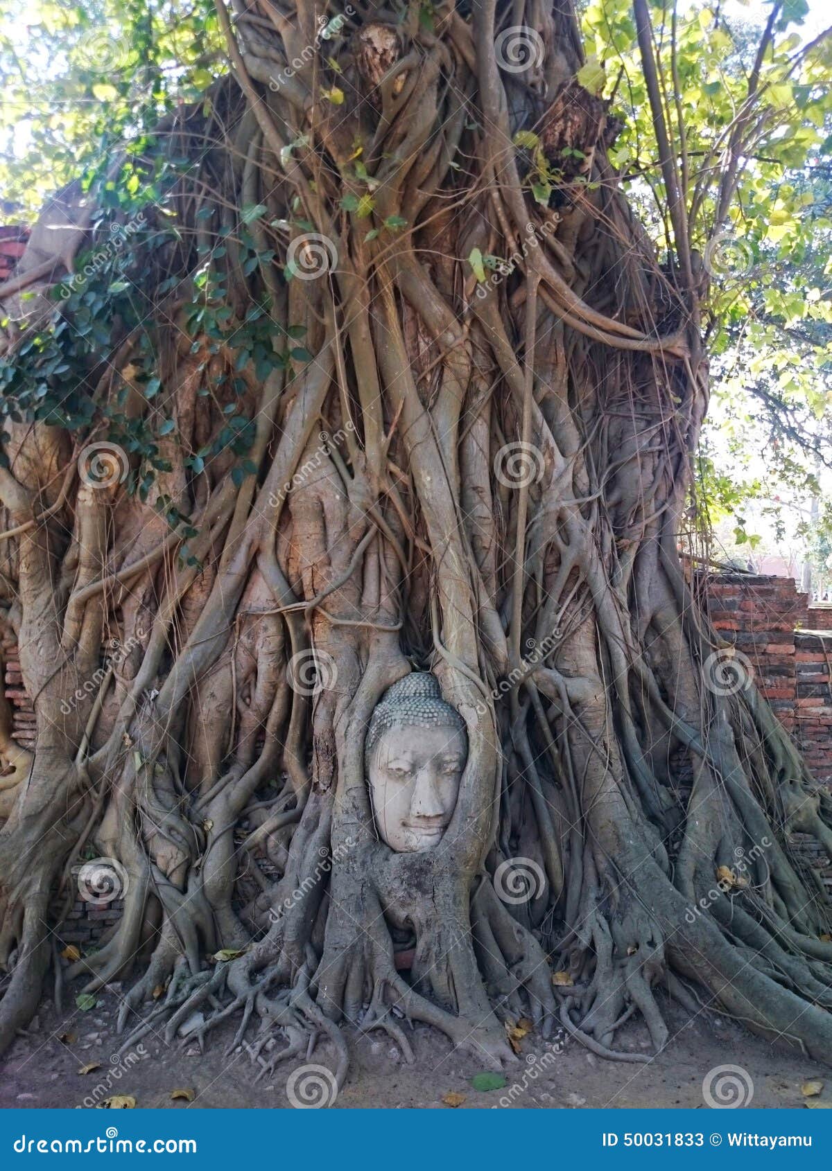 The Sacred Buddha Face stock image. Image of temple, buddha - 50031833