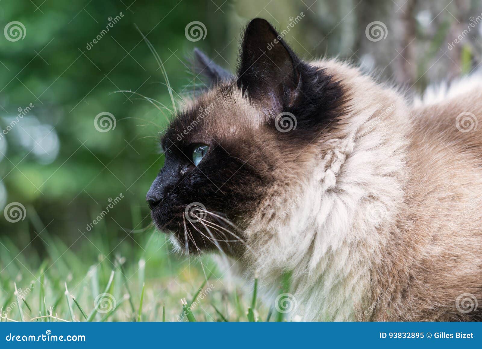 Sacred Cat of Burma stock image. Image of lovely, macro - 93832895