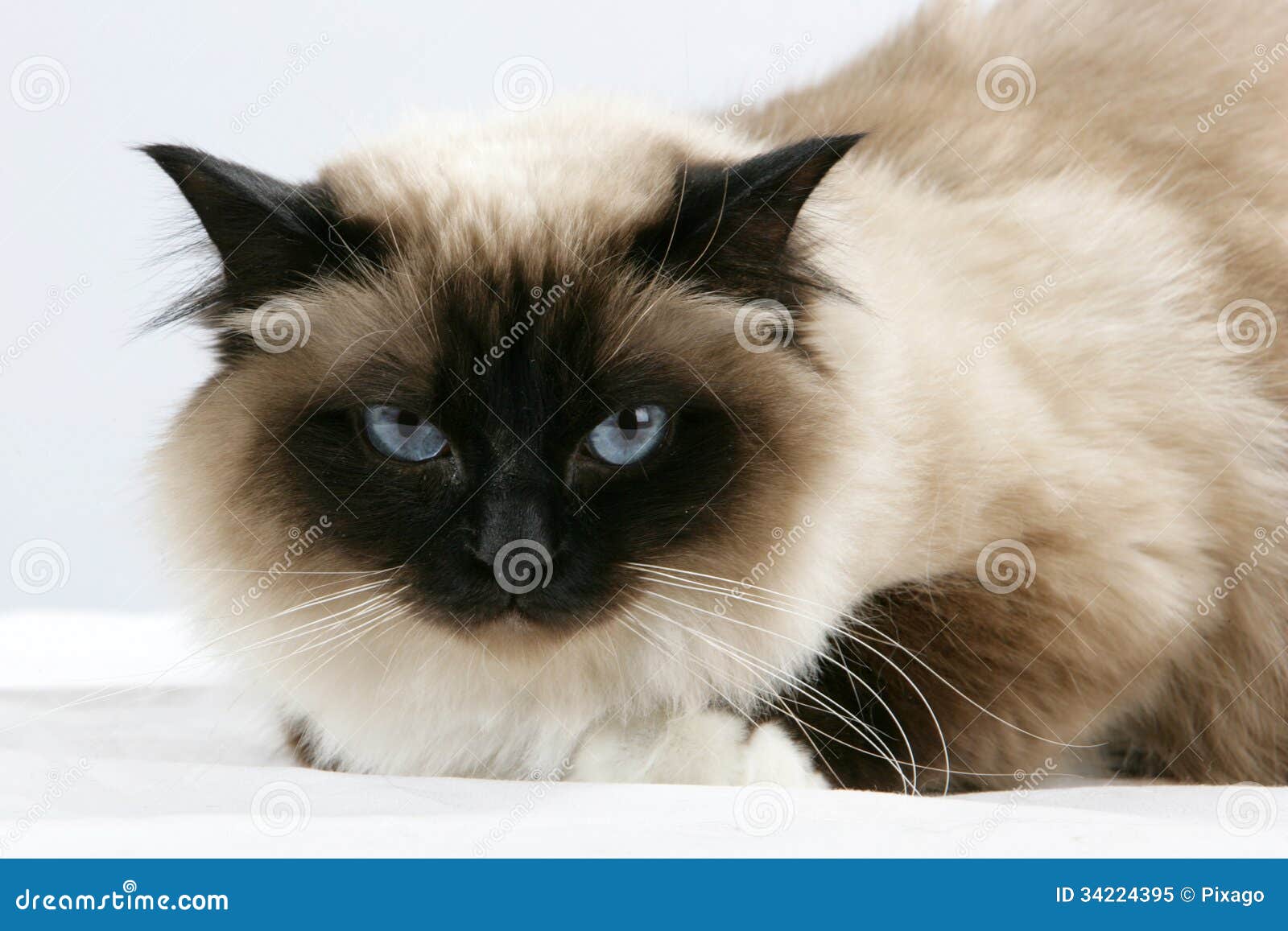 Sacred Cat of Burma stock image. Image of nose, studio - 34224395