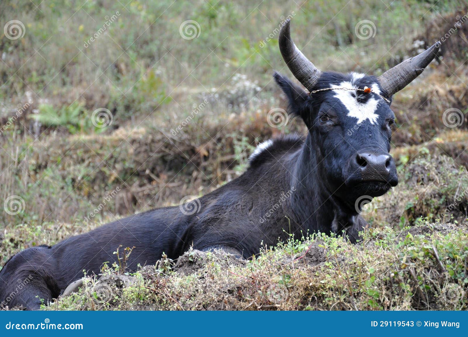 Sacred Cow stock image. Image of buddhism, asian, black - 29119543