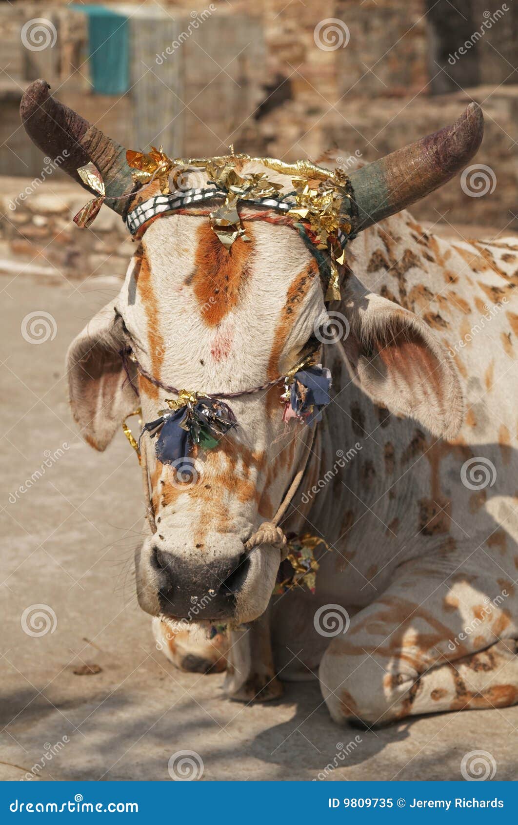 Sacred Cow stock image. Image of asia, religion, tinsel - 9809735