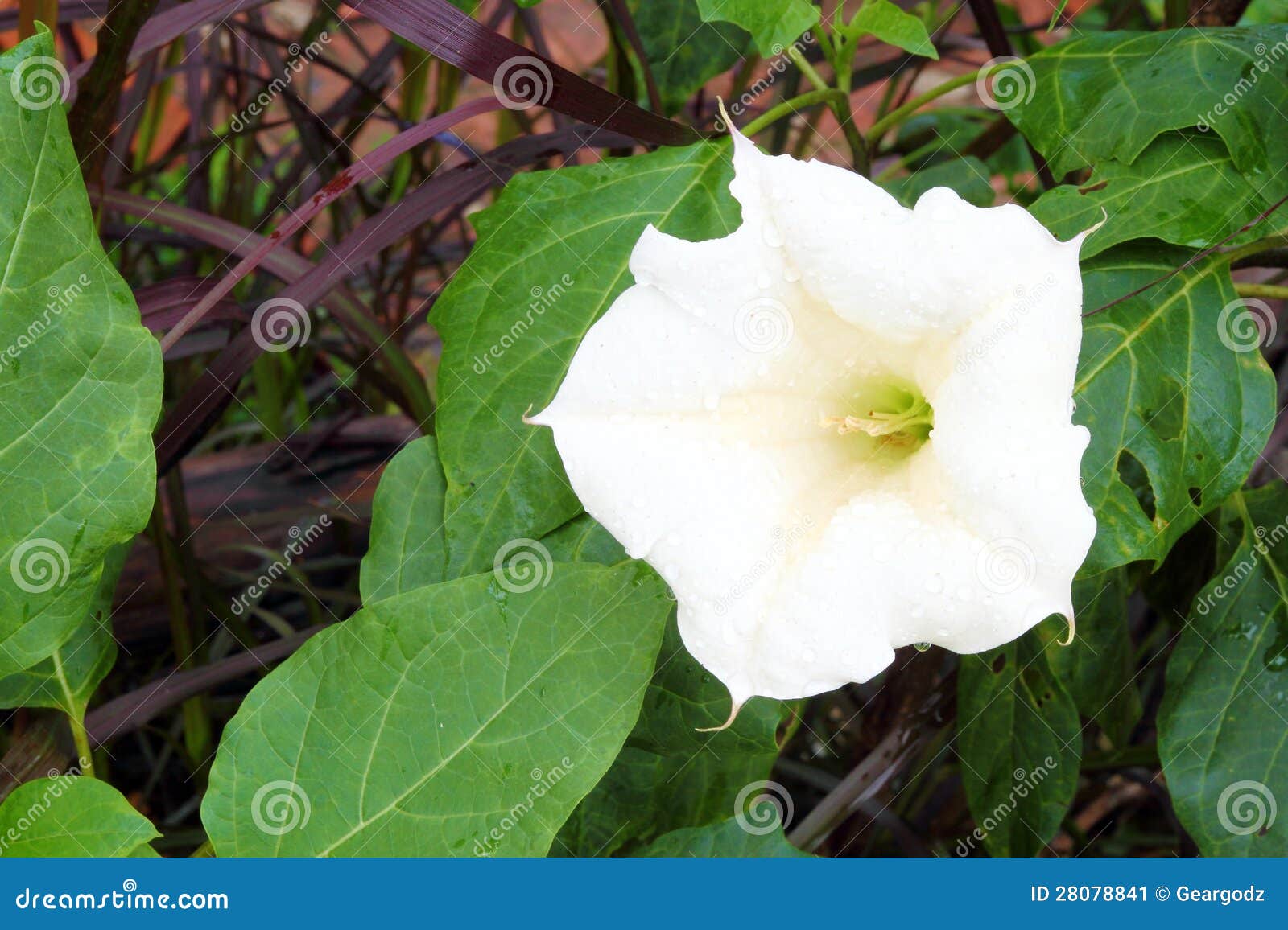 Sacred datura flower stock image. Image of thornapple - 28078841