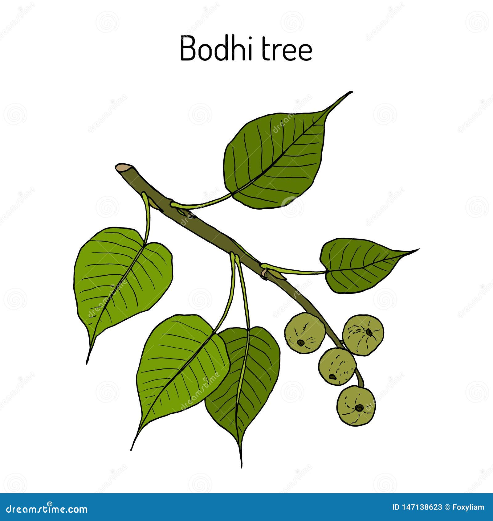 Sacred Fig Or Bodhi Tree Ficus Religiosa Medicinal Plant Stock Vector Illustration Of