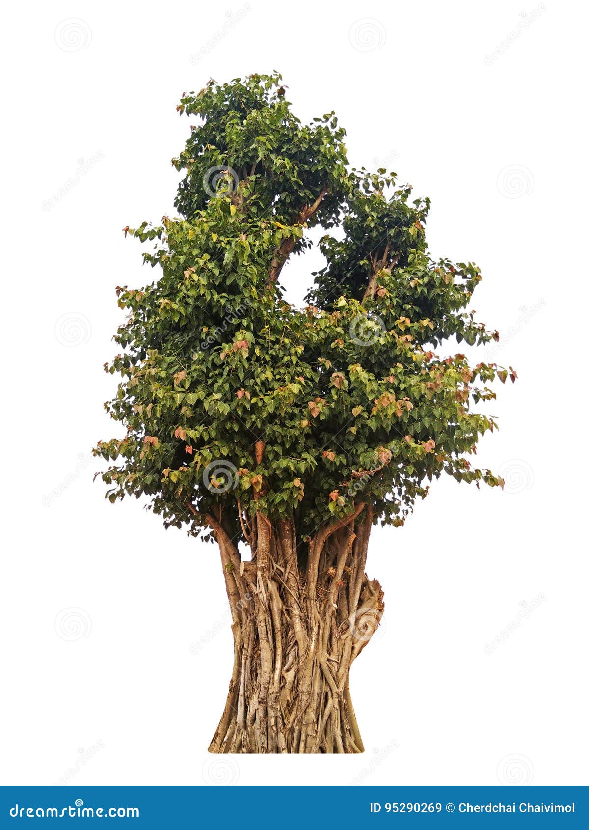 Sacred Fig or Bodhi Tree on White Background Stock Image - Image of ...