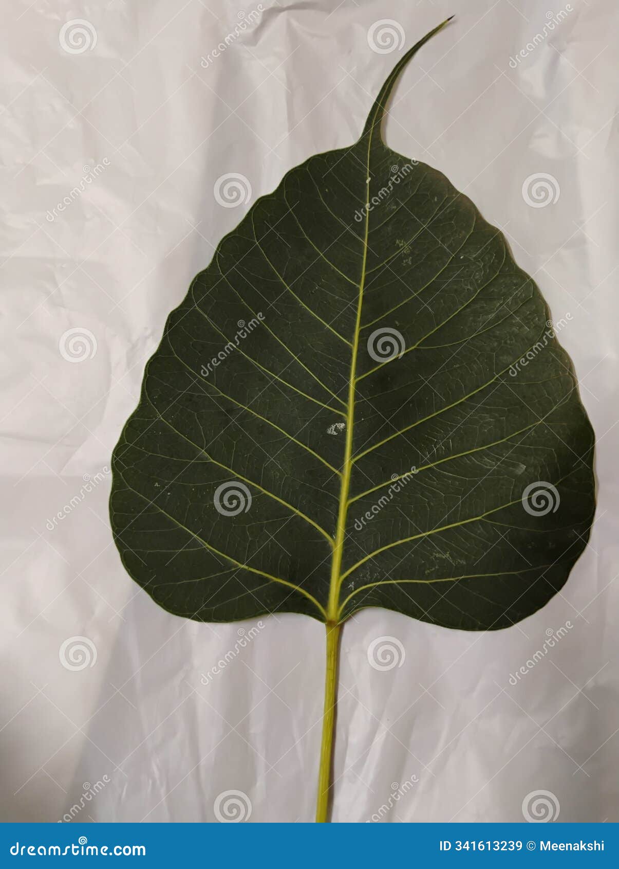 Sacred Fig Leaf, Big Leaf, Green Leaf, Peepal Leaf Stock Image - Image ...