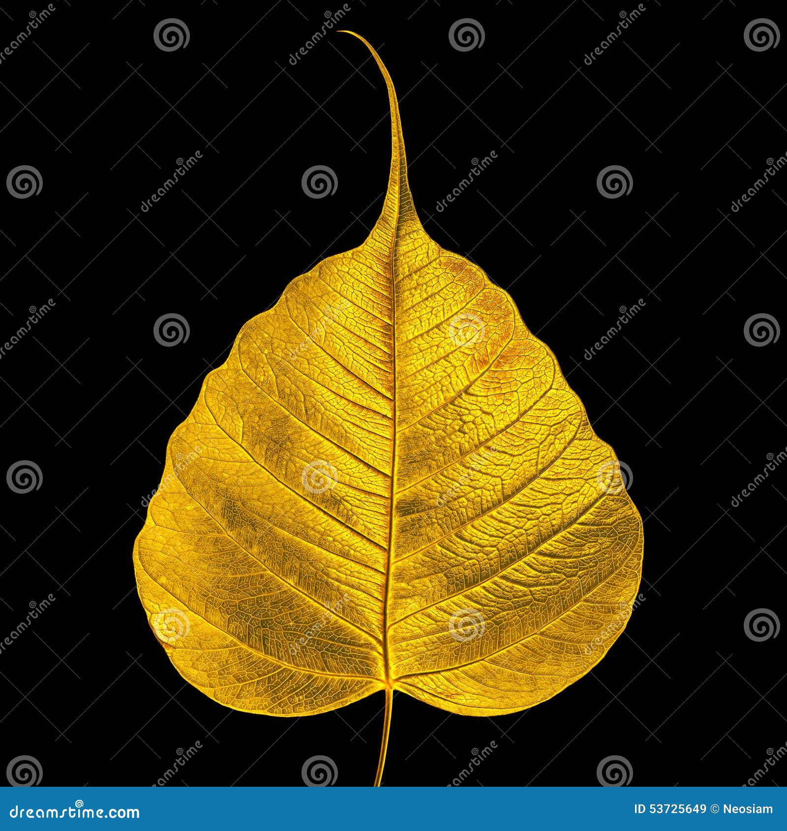 196 Fallen Fig Photos - Free & Royalty-Free Stock Photos from Dreamstime