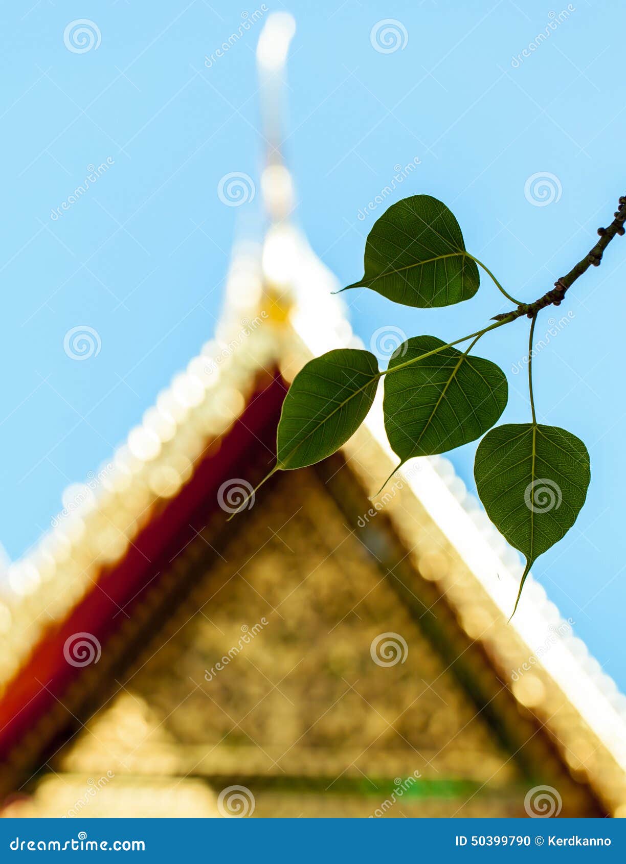Sacred Fig Leaves with the Temple. Stock Photo - Image of chiang ...
