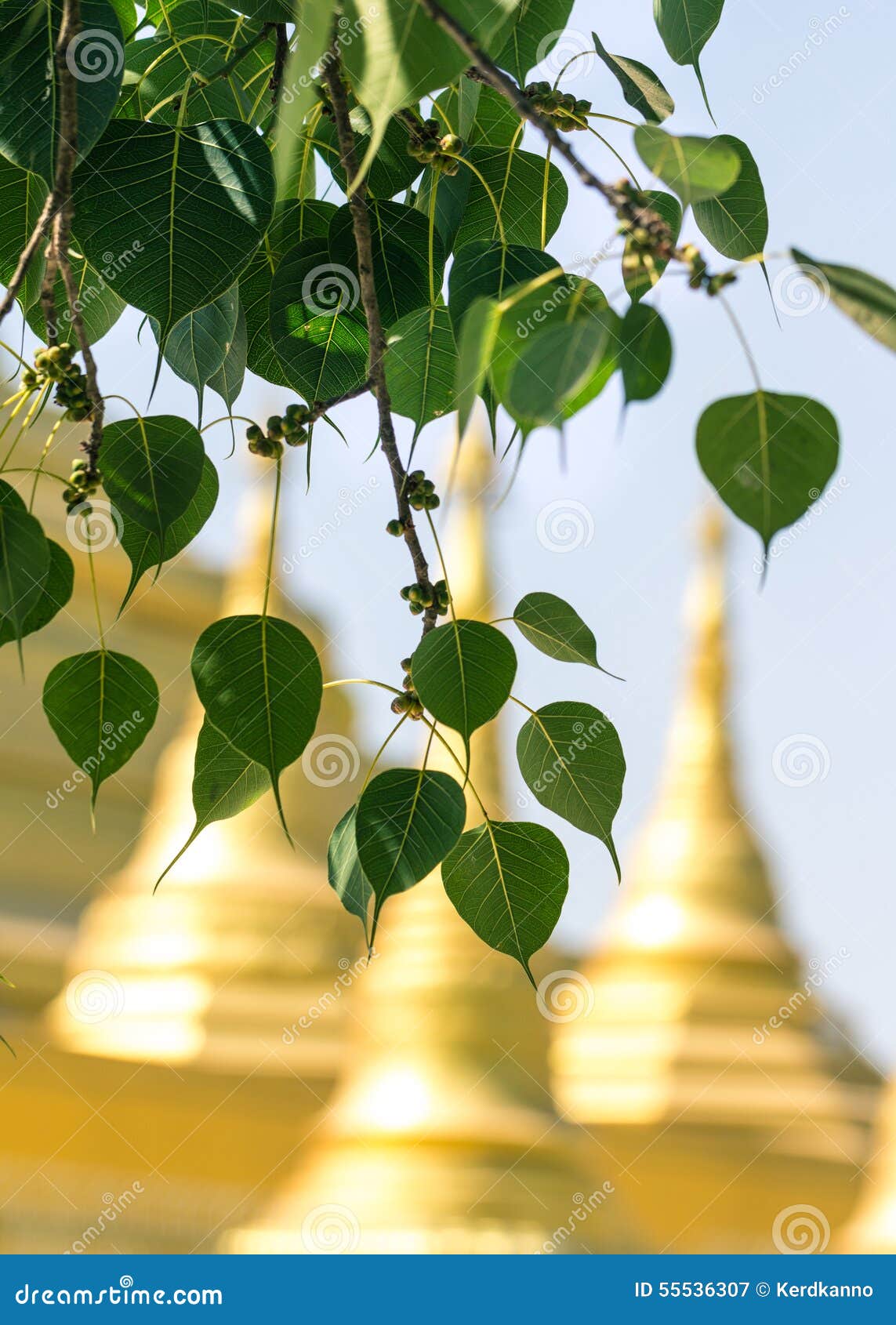 Sacred fig leaves stock image. Image of growth, chiang - 55536307