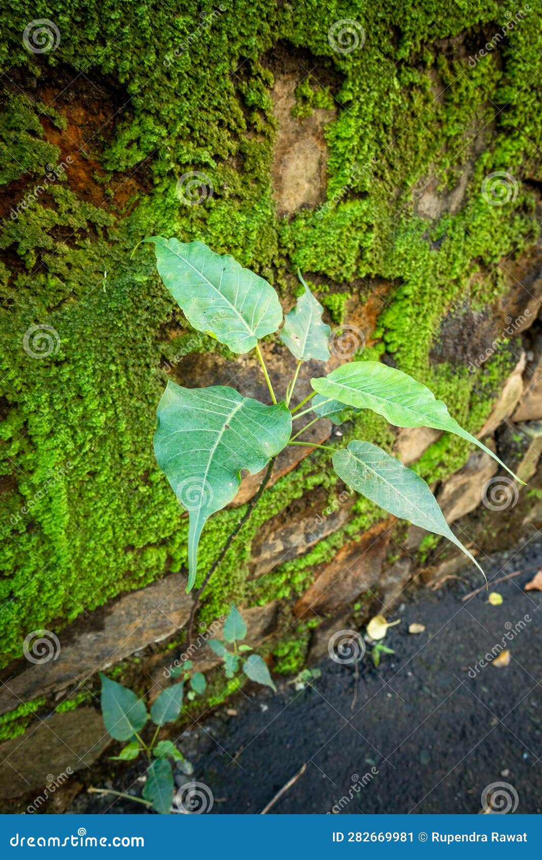Sacred Fig Tree Emerging from a Wall. Uttarakhand India Stock Image ...