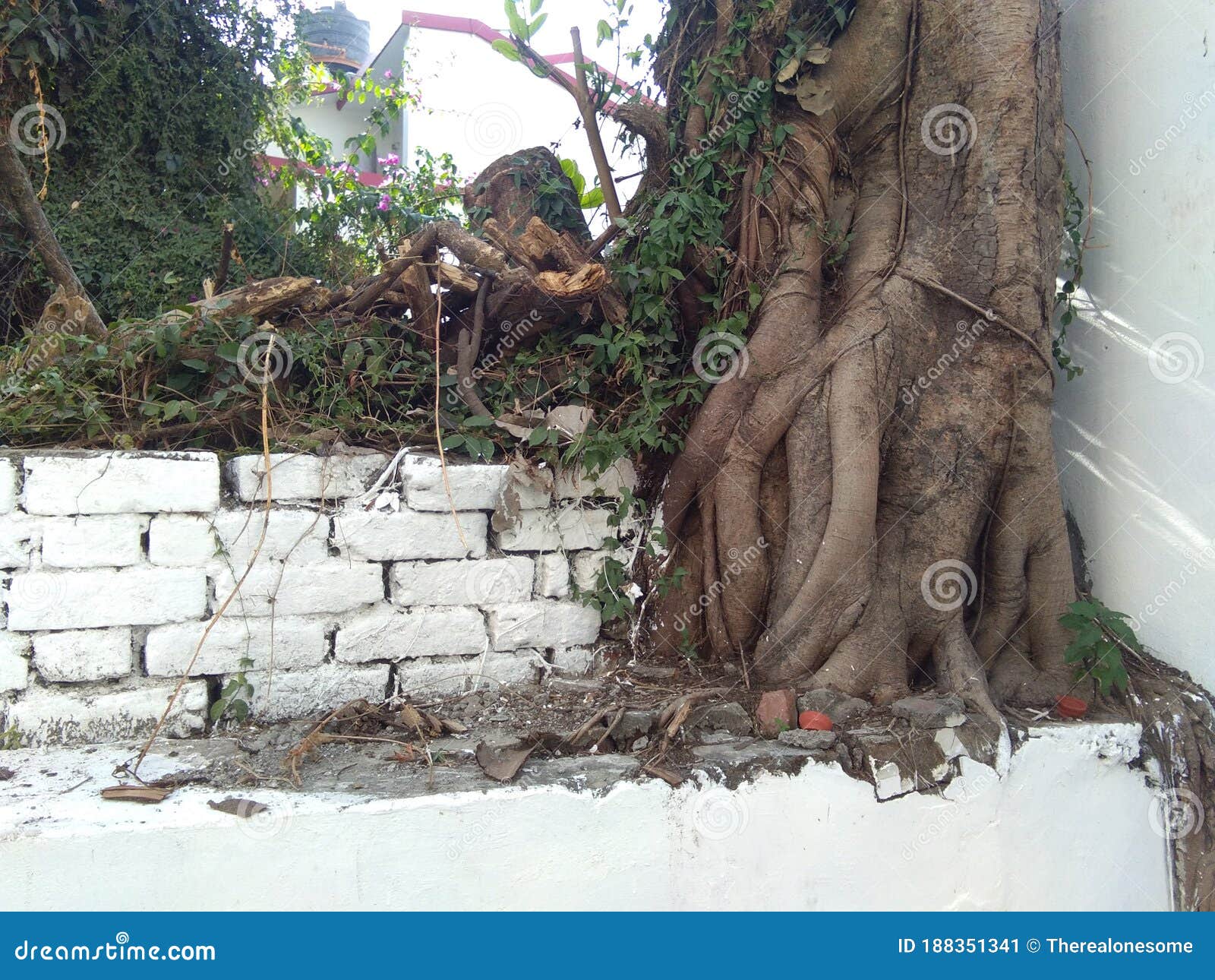 Sacred Fig Tree Roots Peepal Stock Image - Image of green, forest ...