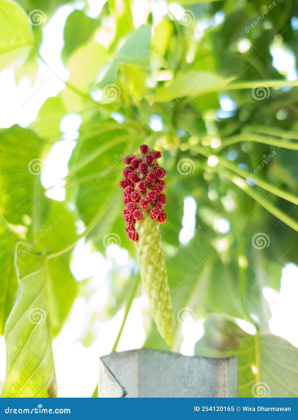 Sacred Fig Tree Fruit Taken with Frog Eye Angle Stock Image - Image of ...