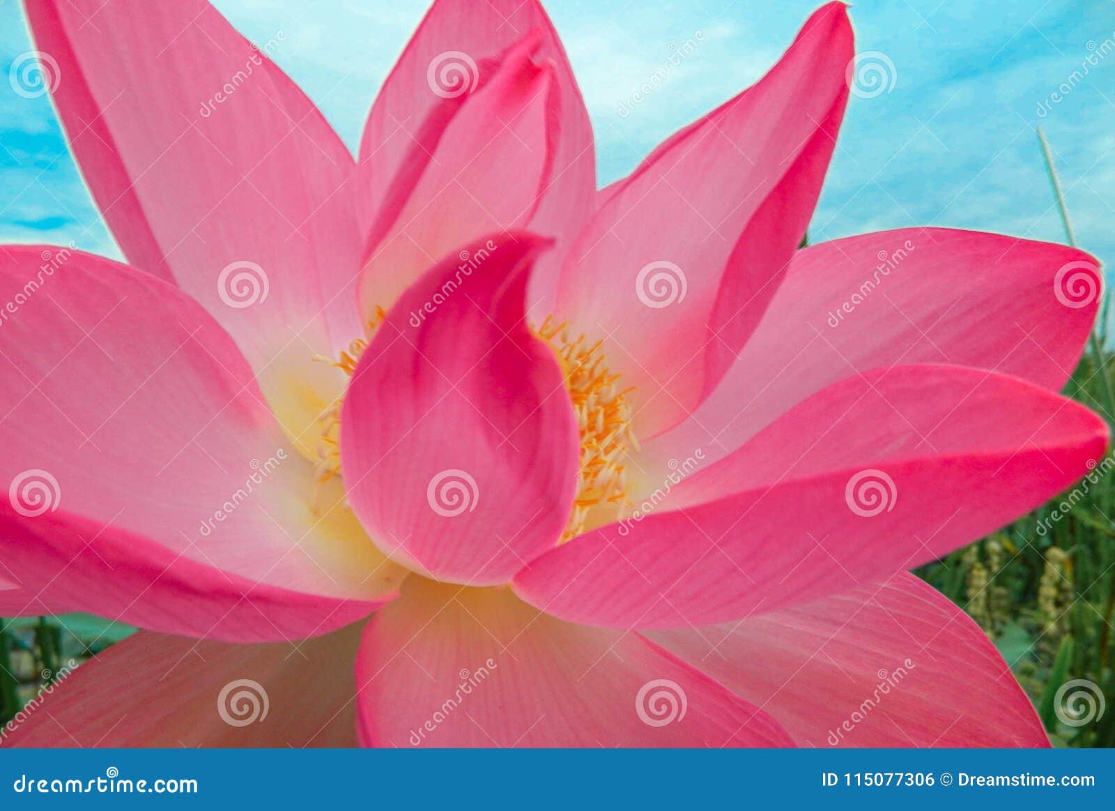 Sacred Flower stock photo. Image of negative, symbol - 115077306