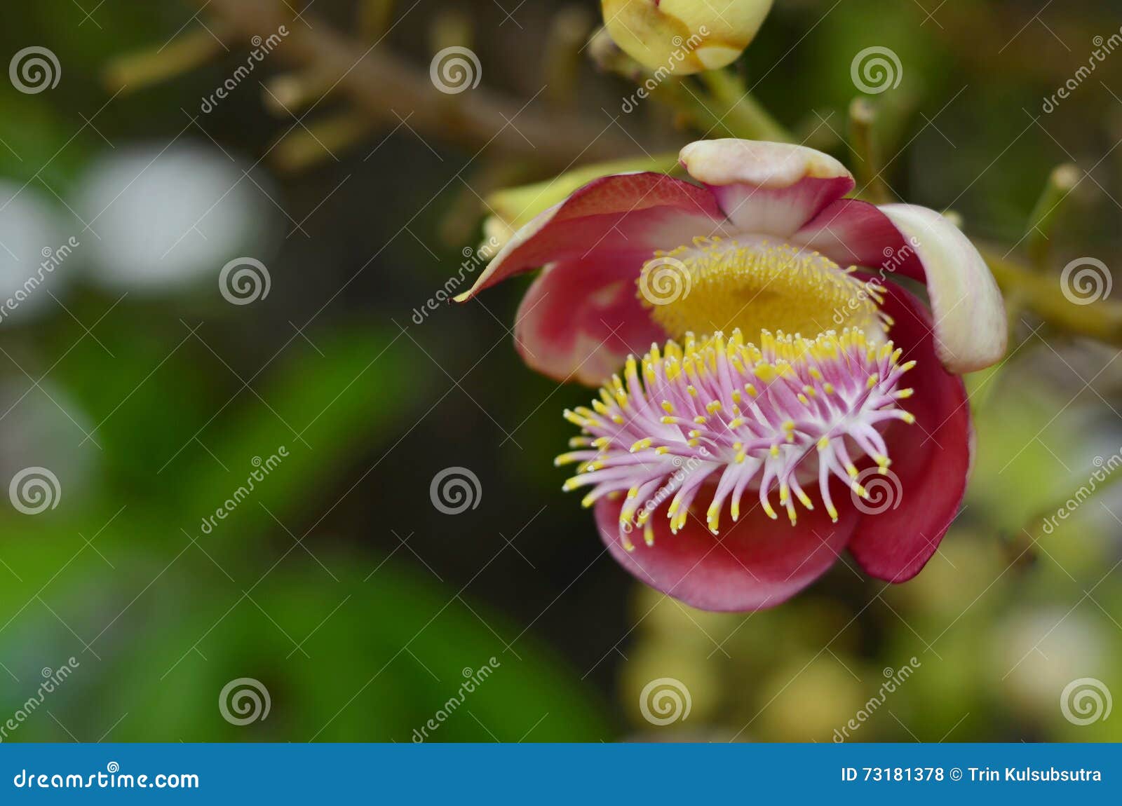 Sacred flower. stock photo. Image of arbor, tree, history - 73181378
